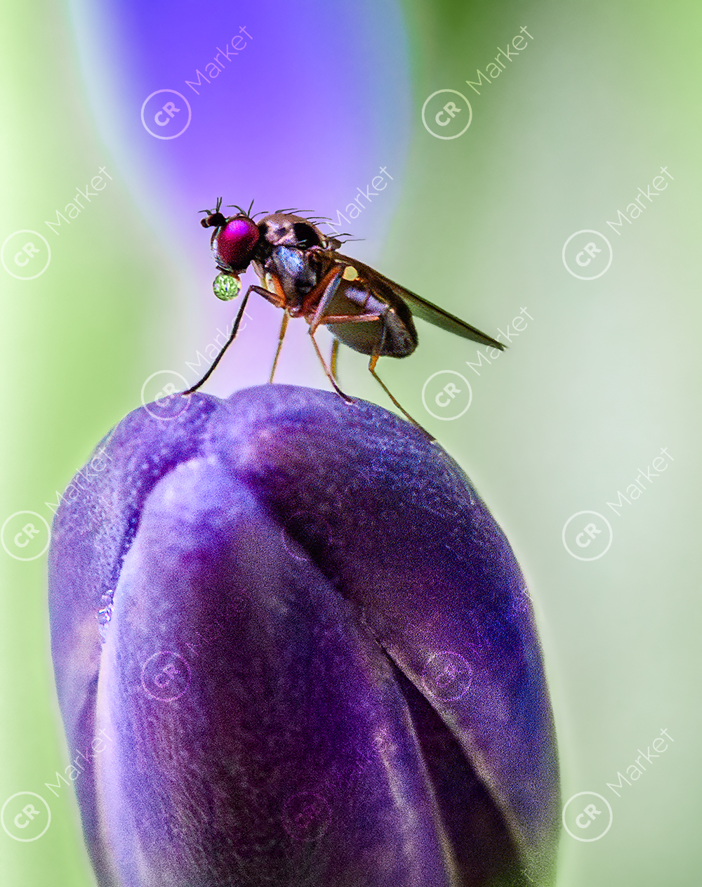 Nectar Pit-stop - CR Market