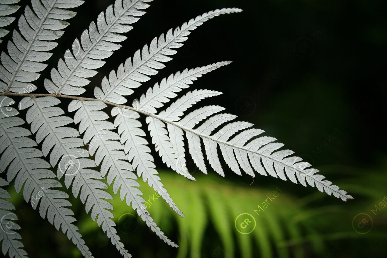 Silverfern - CR Market