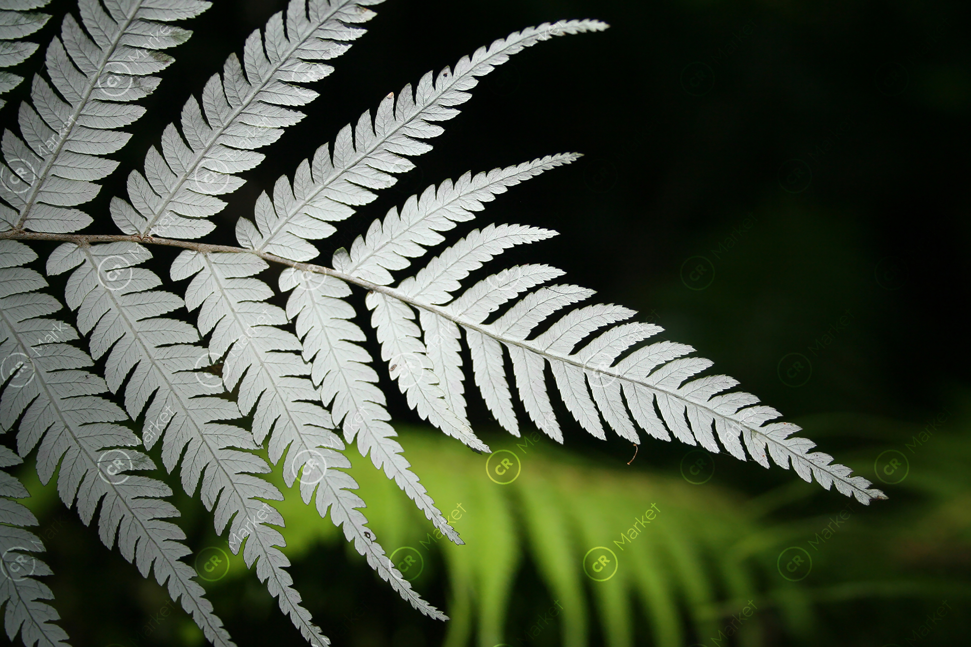 Silverfern - CR Market