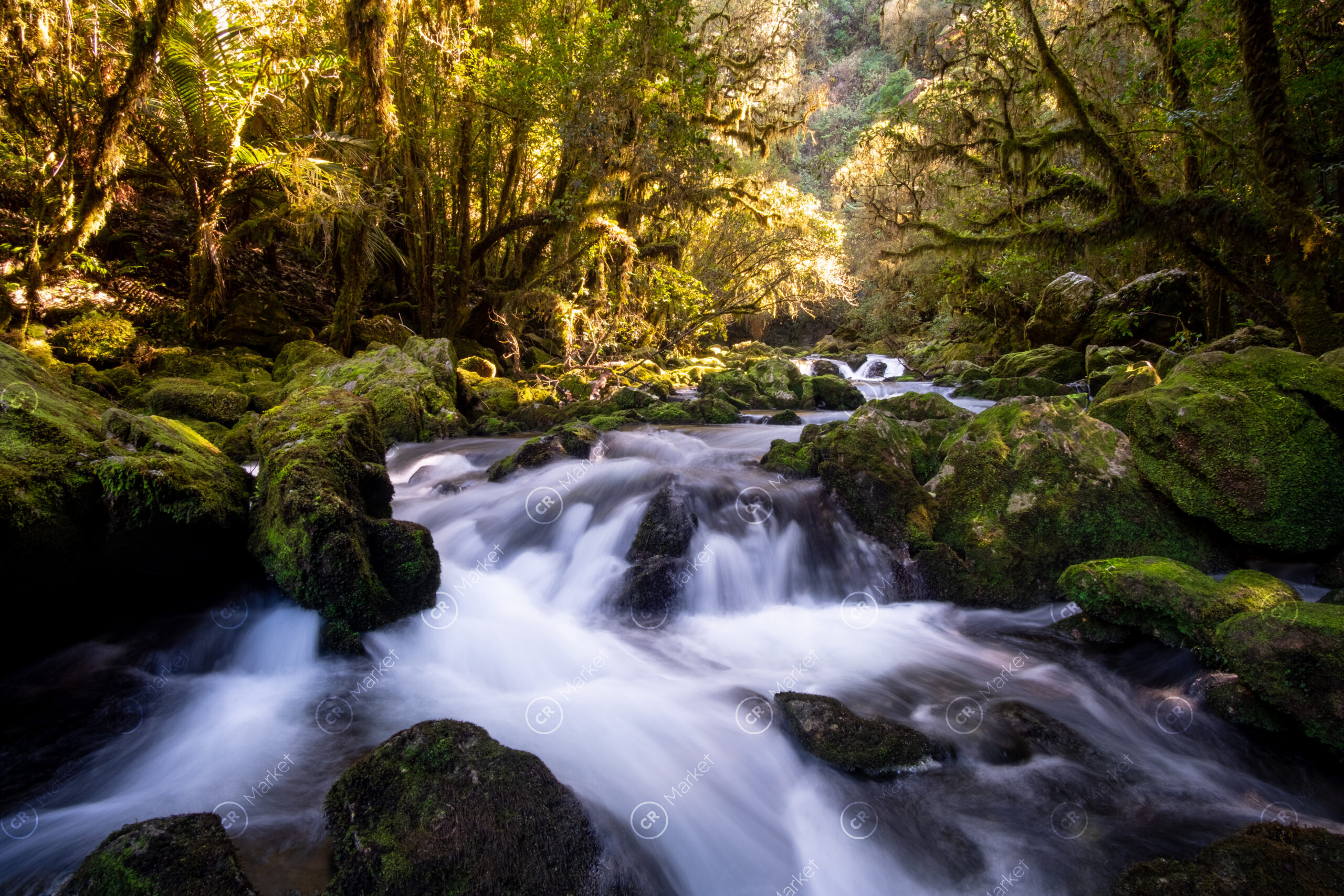 Riwaka Resurgence, Nelson - CR Market